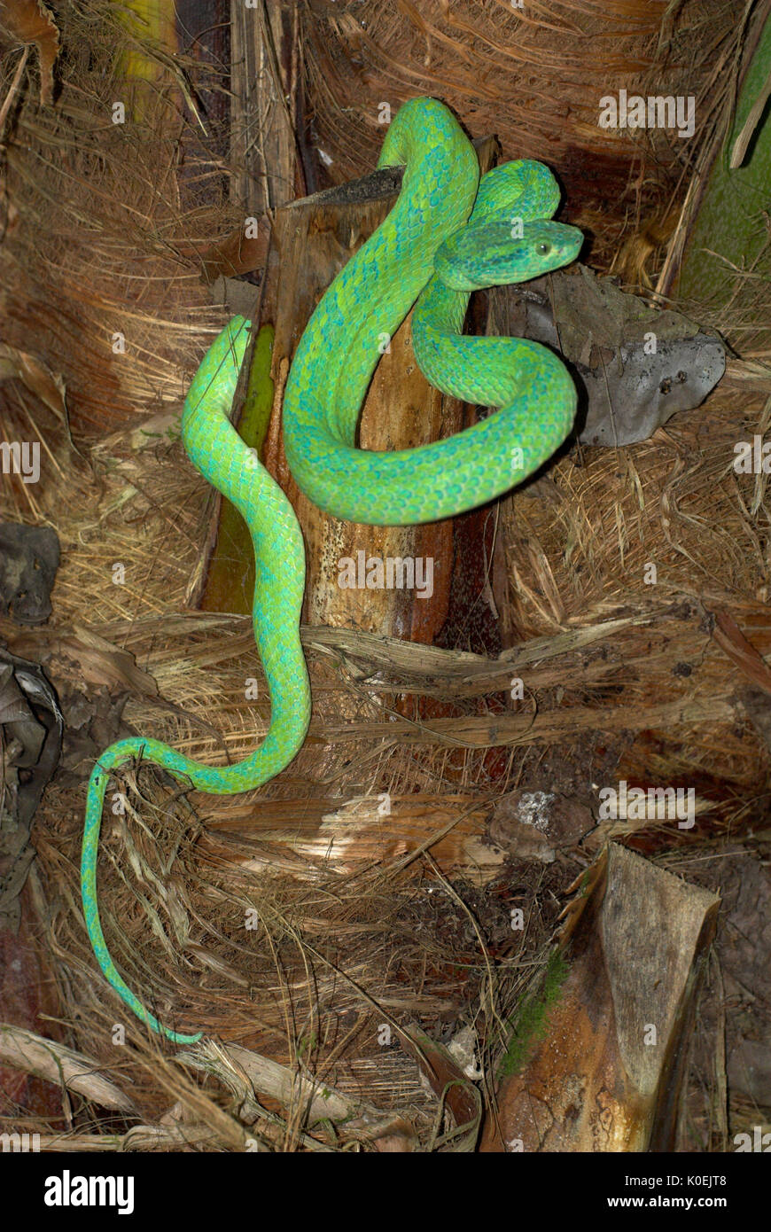 Honduran Palm Pit Viper Snake, Bothriechis marchi, Green and relatively ...