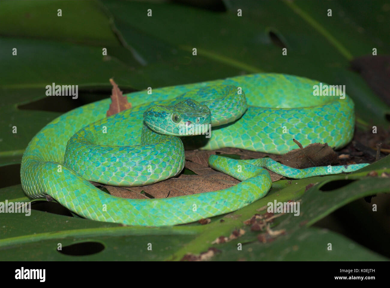 Honduran Palm Pit Viper Snake, Bothriechis marchi, Green and relatively ...