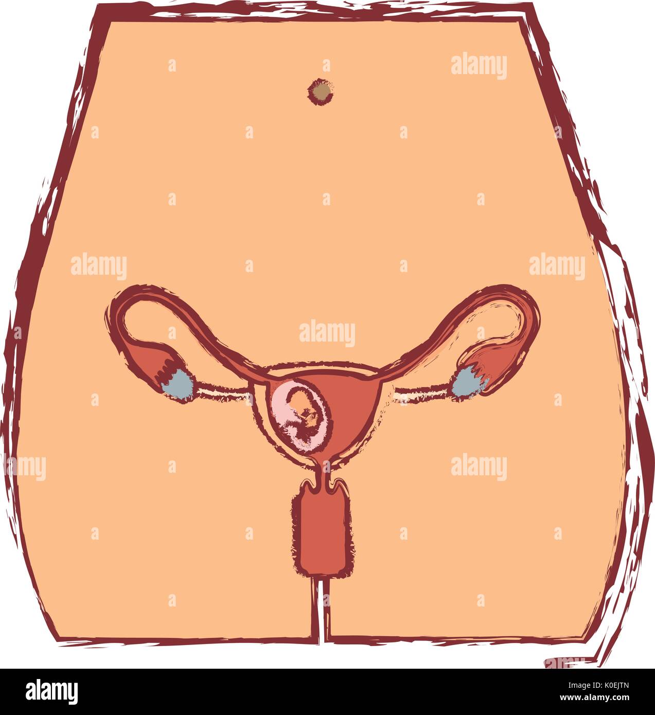Color Blurred Silhouette Of Front View Female Body And Reproductive