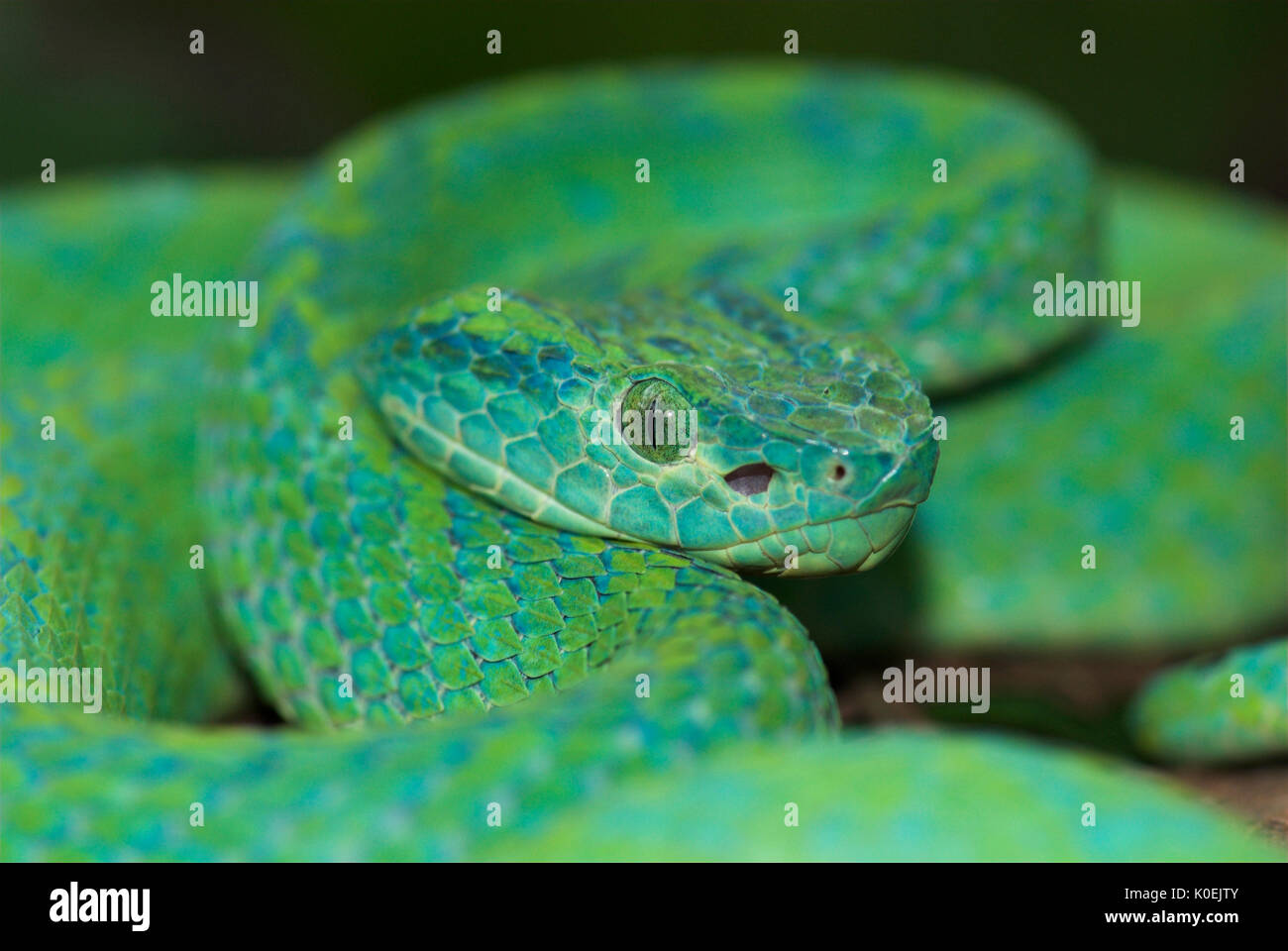 Honduran Palm Pit Viper Snake, Bothriechis marchi, Green and relatively ...