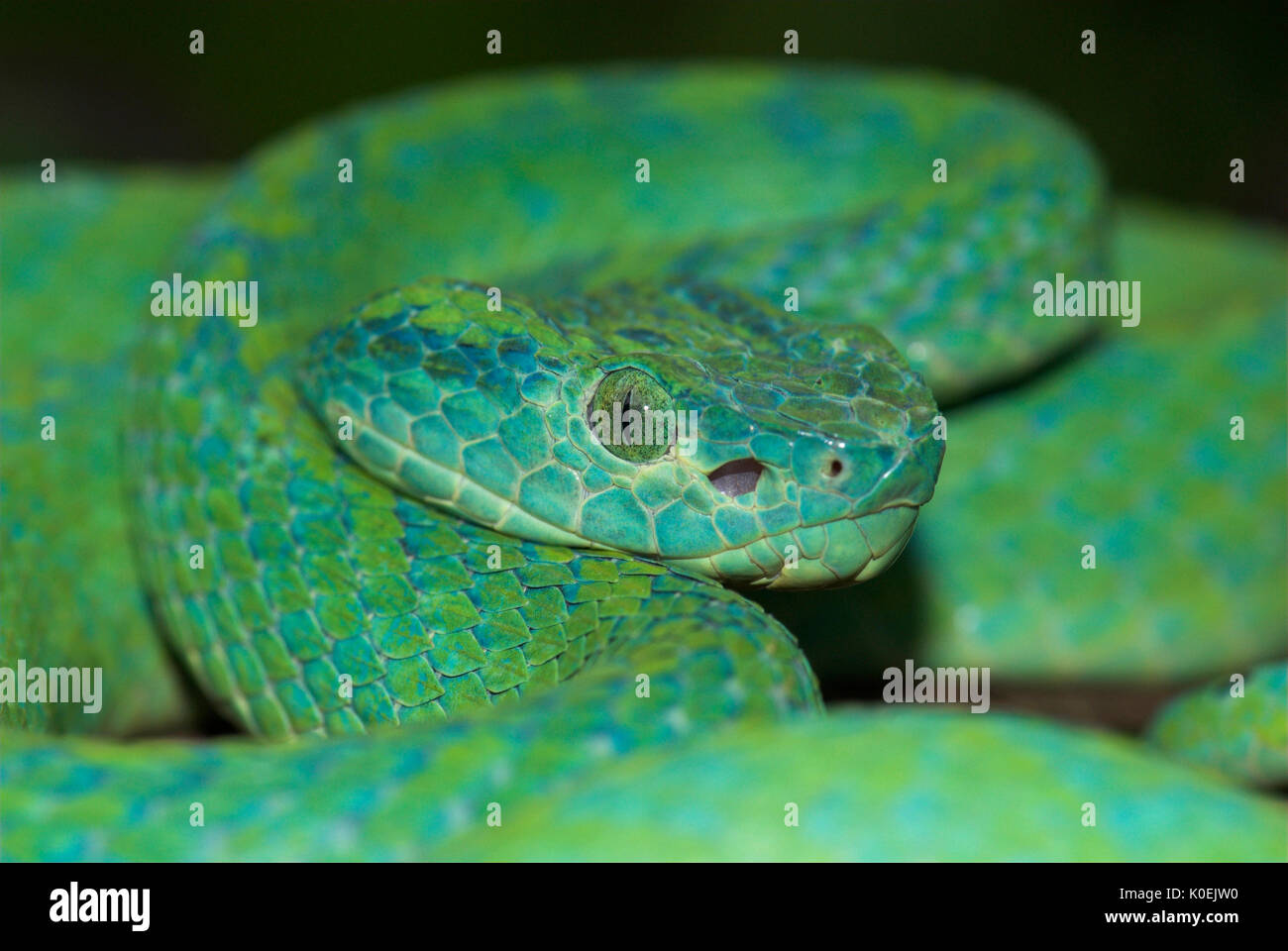Honduran Palm Pit Viper Snake, Bothriechis marchi, Green and relatively ...