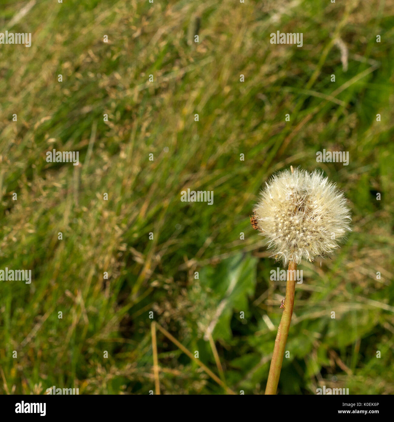 Clock Seedheads High Resolution Stock Photography and Images - Alamy