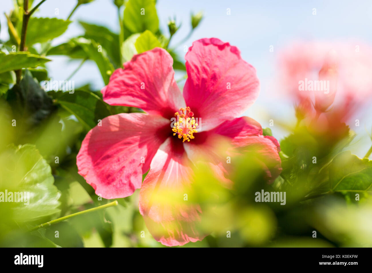Gumamela hi-res stock photography and images - Alamy
