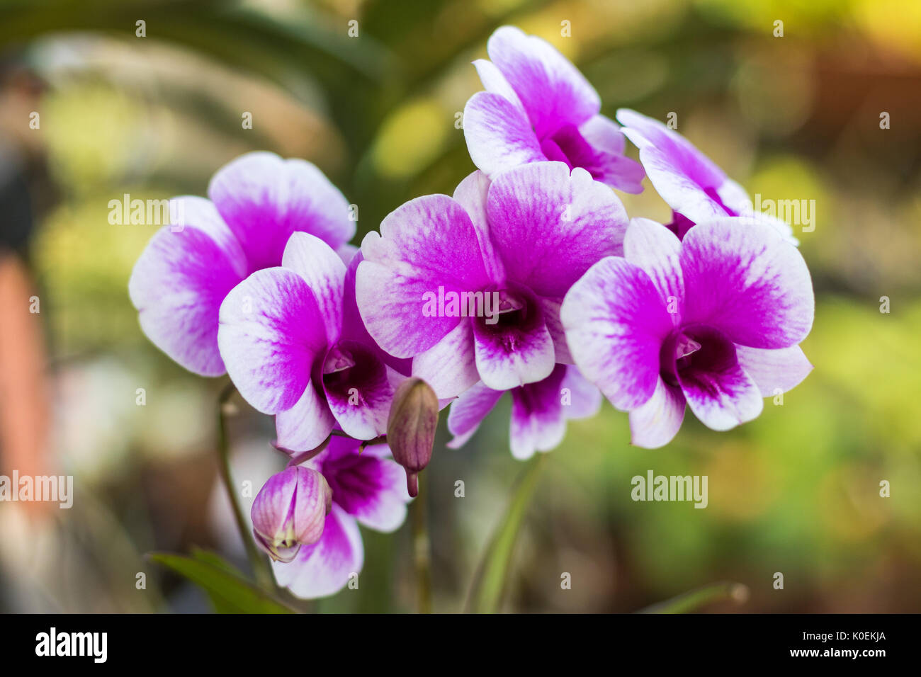 Gumamela flowers blooming hi-res stock photography and images - Alamy