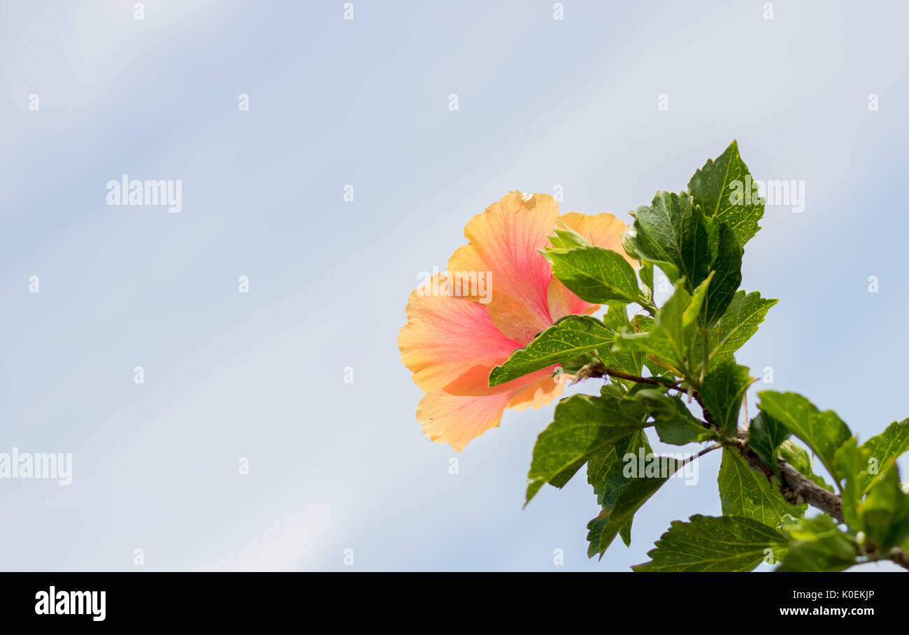 Red gumamela flower hi-res stock photography and images - Alamy