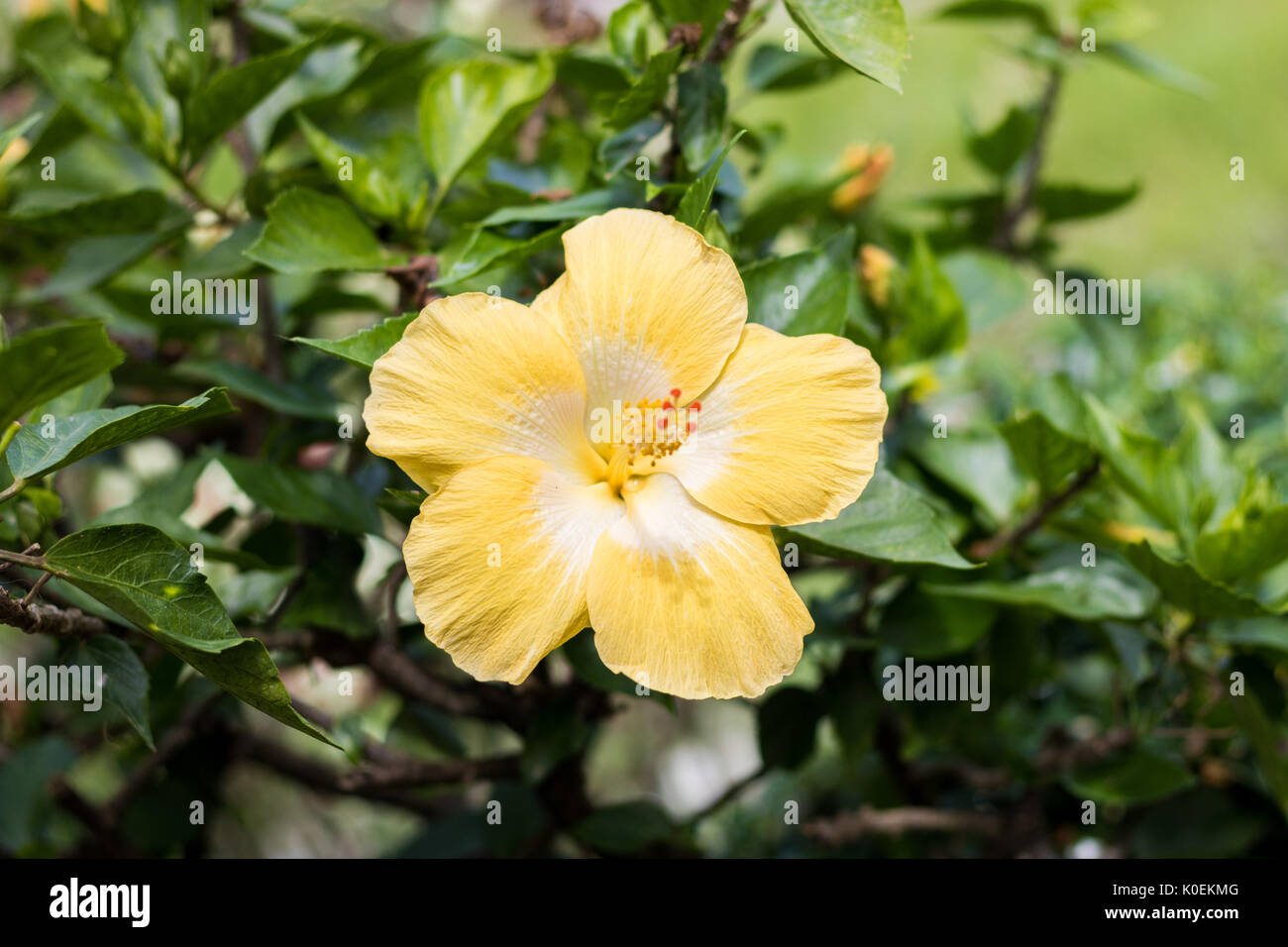 Gumamela flowers blooming hi-res stock photography and images - Alamy