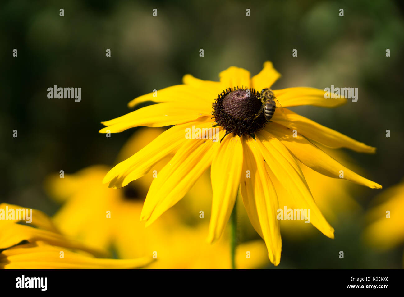 Honey bee and yellow flower hi-res stock photography and images - Alamy