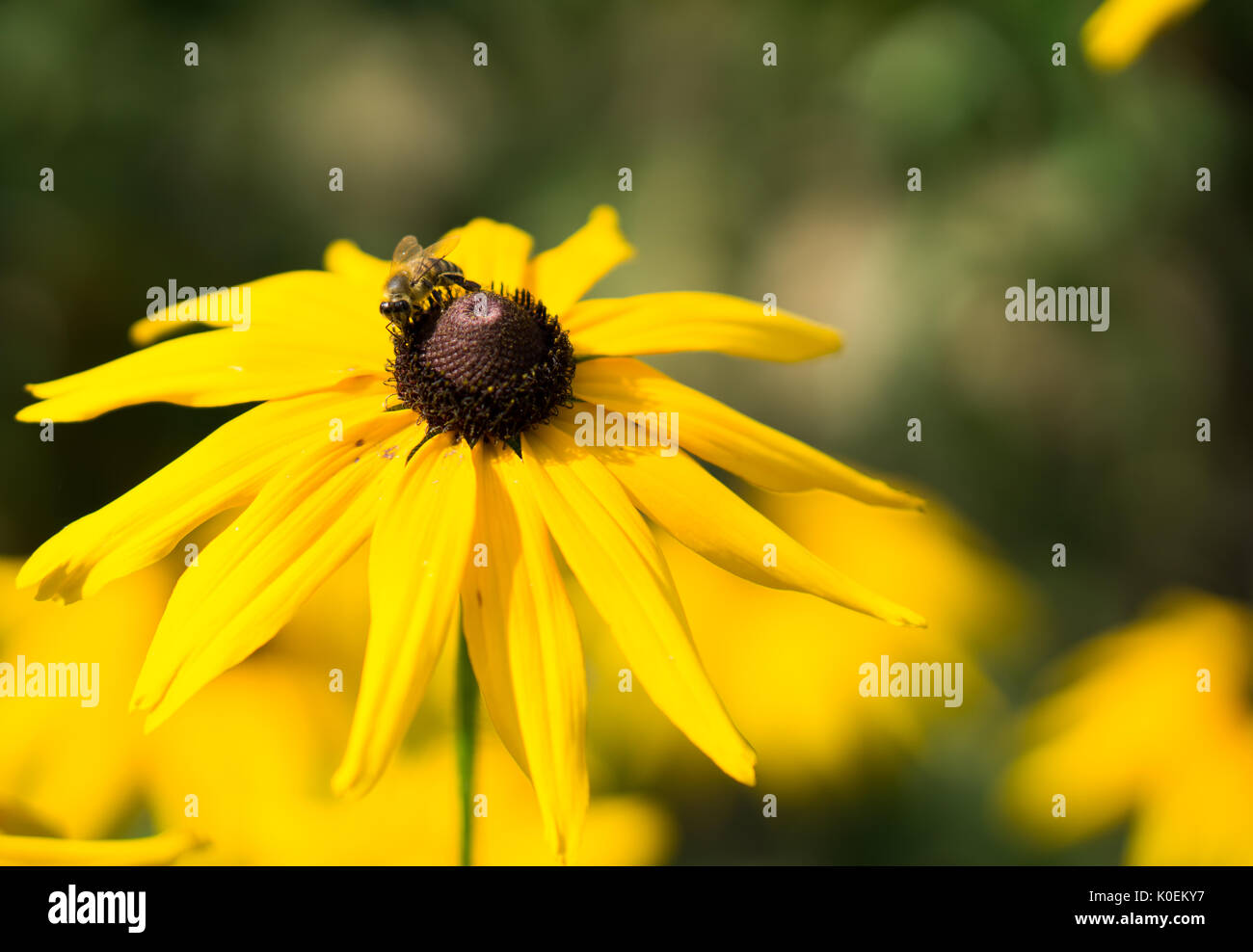 Yellow flower with bee Stock Photo - Alamy