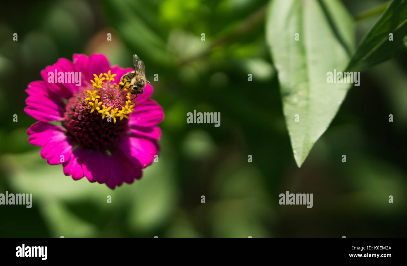 Good bee plant hi-res stock photography and images - Alamy