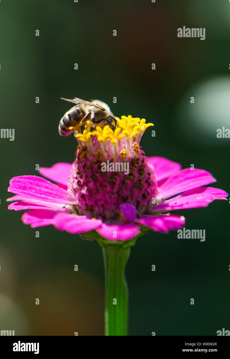 Bee worker hi-res stock photography and images - Alamy