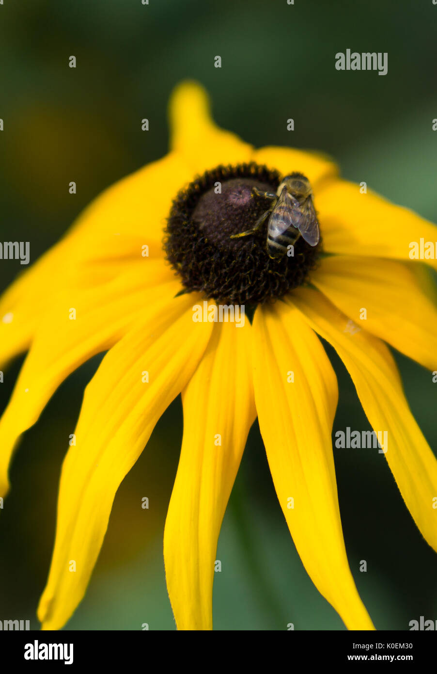 Special to the bee hi-res stock photography and images - Alamy