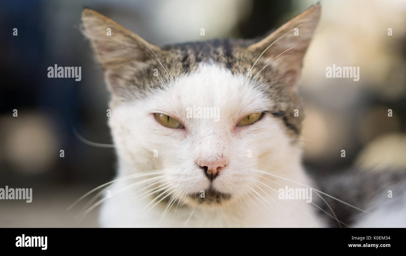 Serious cat hi-res stock photography and images - Alamy