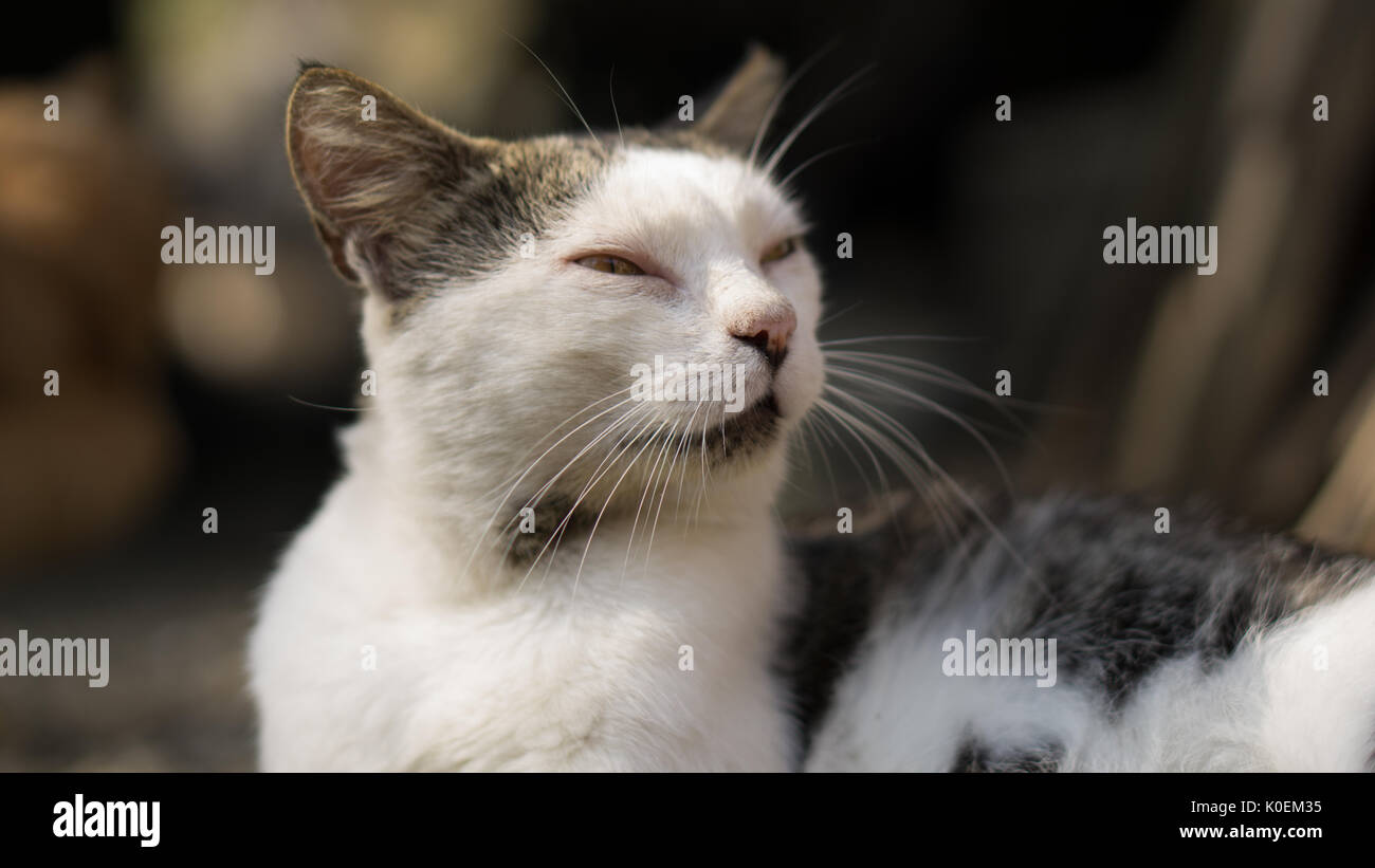 Relaxed cat smelling the air Stock Photo - Alamy