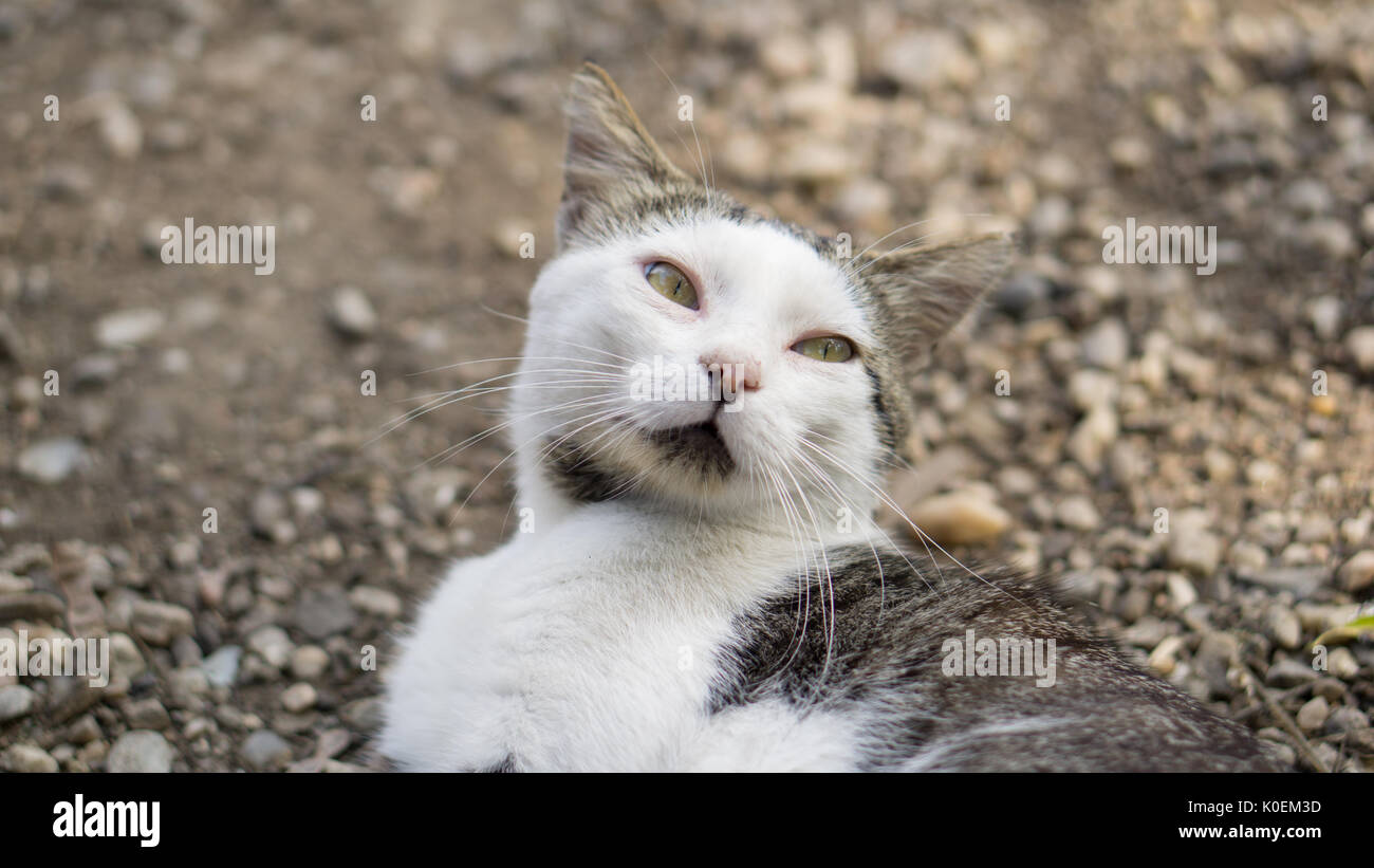 Fine smile hi-res stock photography and images - Alamy