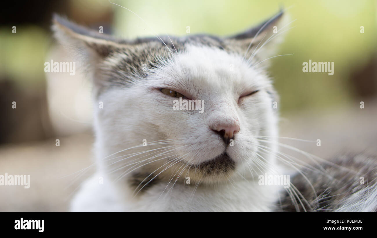 Sneaky kitty hi-res stock photography and images - Alamy