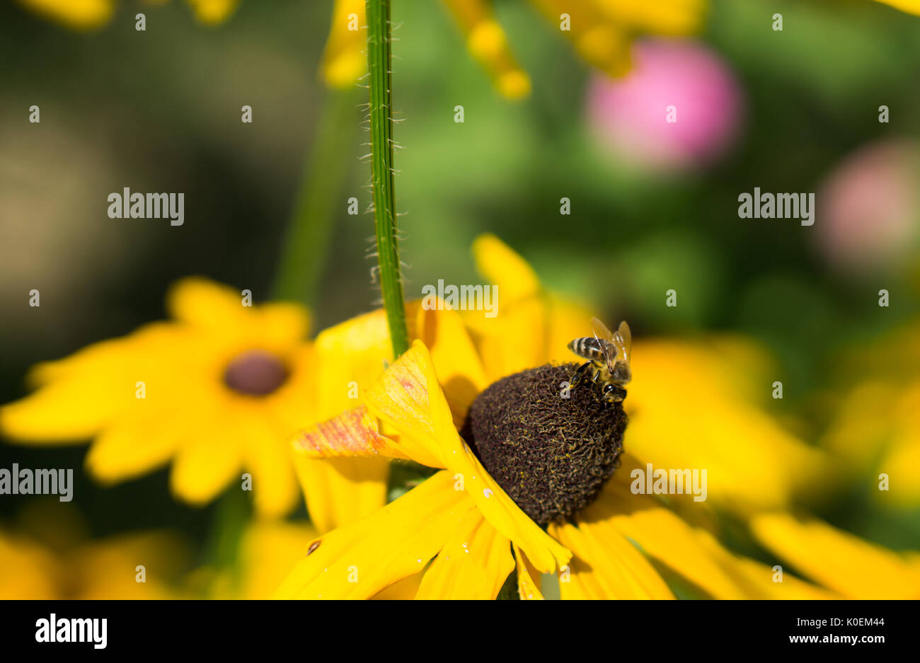 Bee doing work hi-res stock photography and images - Alamy
