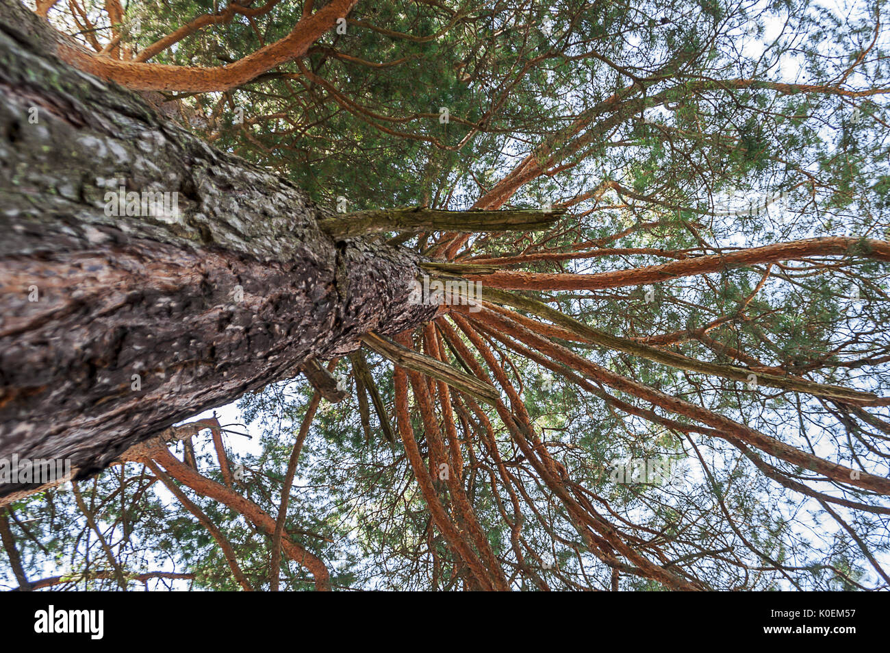 Looking up at pine tree branches. Tree tops Stock Photo - Alamy