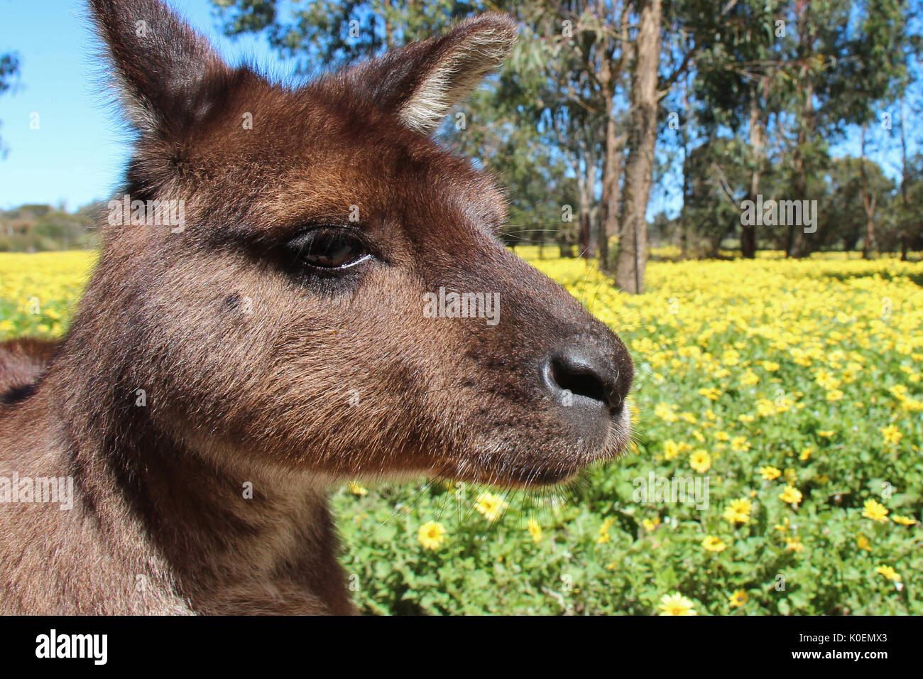 A kangaroo in a park on Kangaroo island (Australia Stock Photo - Alamy