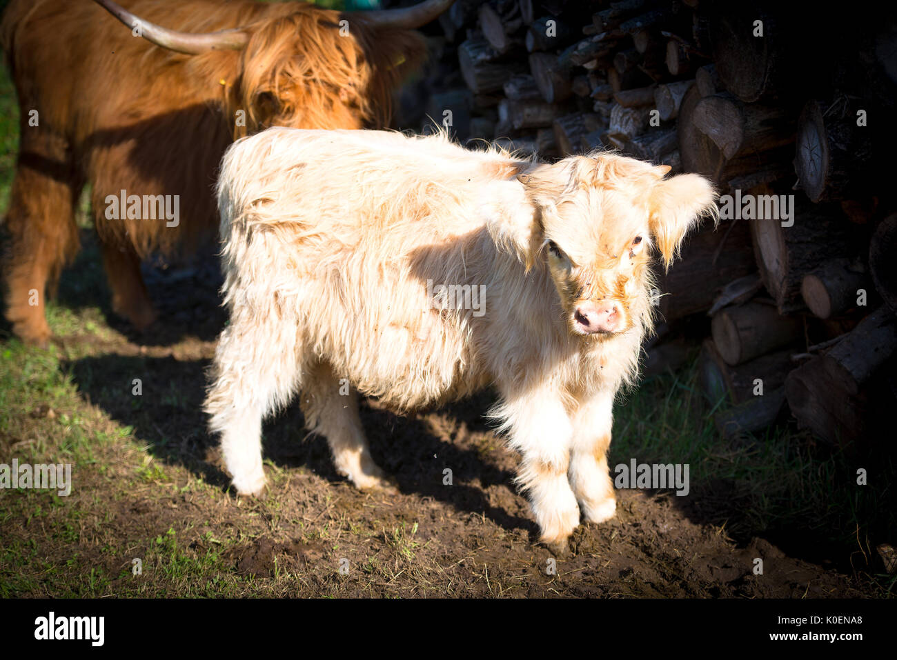 Highlander white red hair hi-res stock photography and images - Alamy