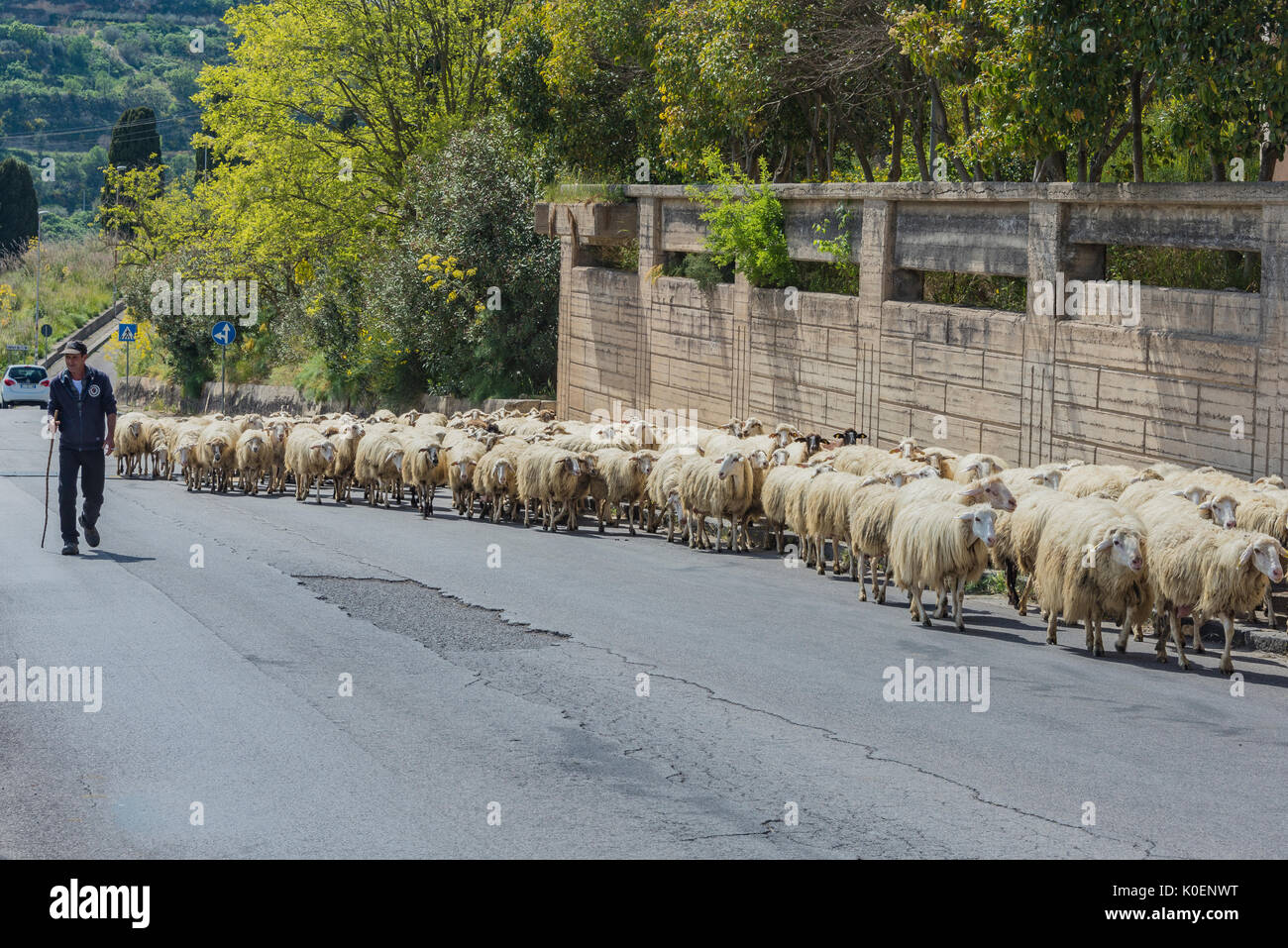 Southern Italy, Sicily, Agria, an island, a shephard herding his sheep ...