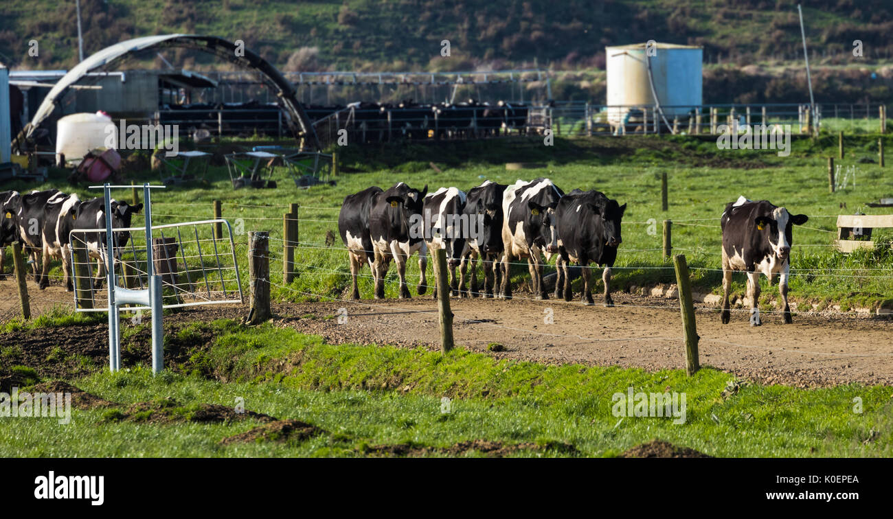 Milking dairy cows, new zealand hi-res stock photography and images - Alamy