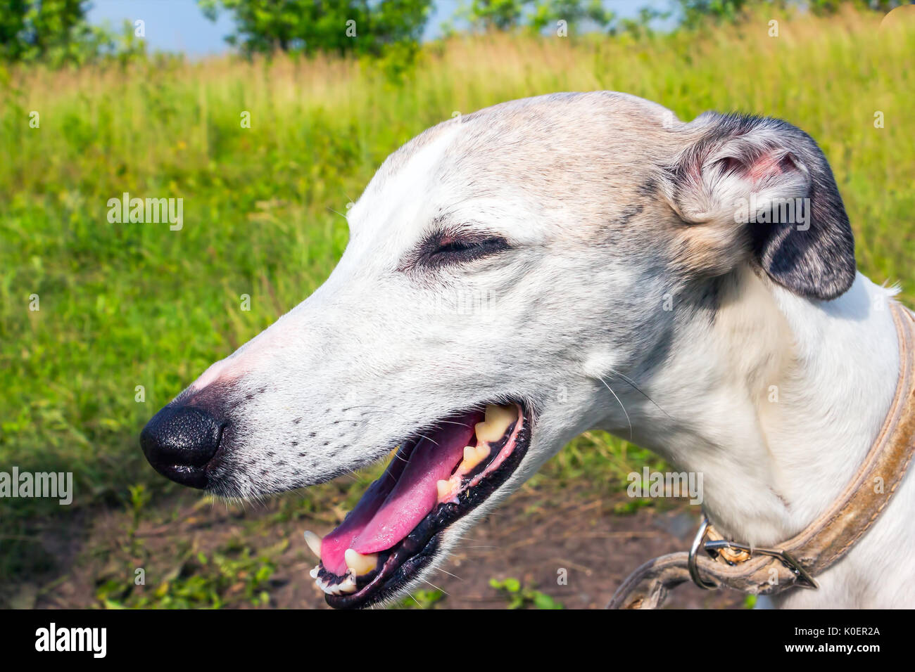 Portrait English greyhound Stock Photo - Alamy