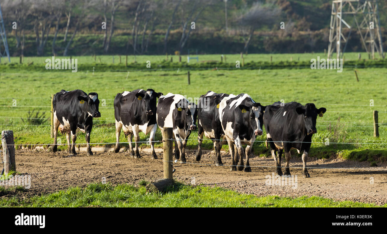 Some New Zealand dairy cows going back to the paddock after milking ...