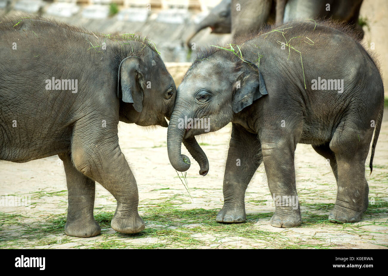 Hanover, Germany. 22nd Aug, 2017. Baby elephants play around in the ...