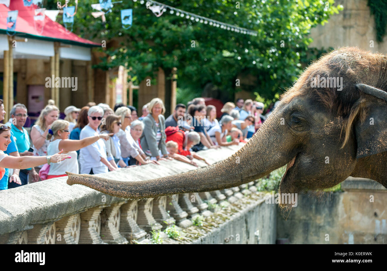 Hanover, Germany. 22nd Aug, 2017. Visitors watch the elephants in the ...
