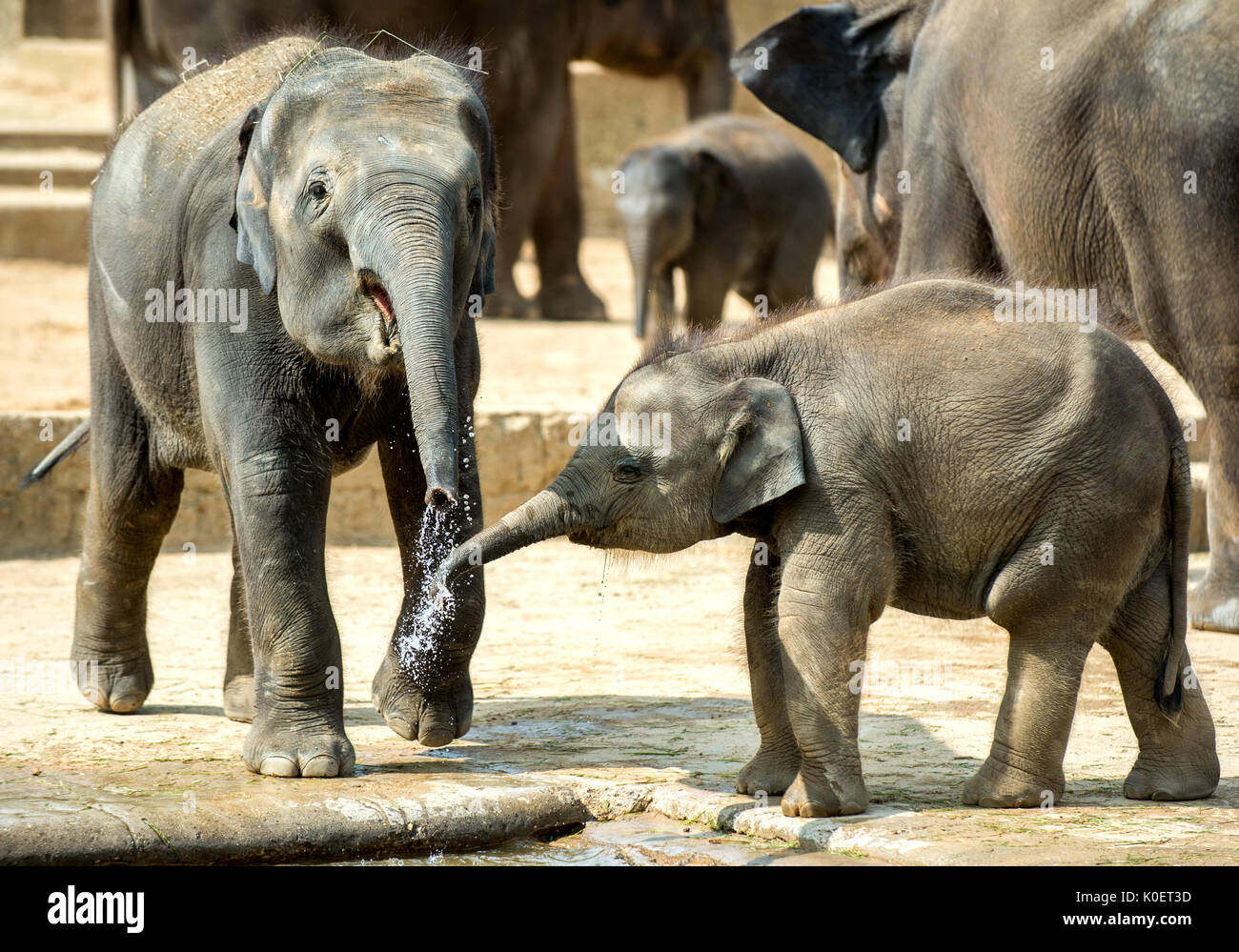 Hanover, Germany. 22nd Aug, 2017. Baby elephants play around in the ...