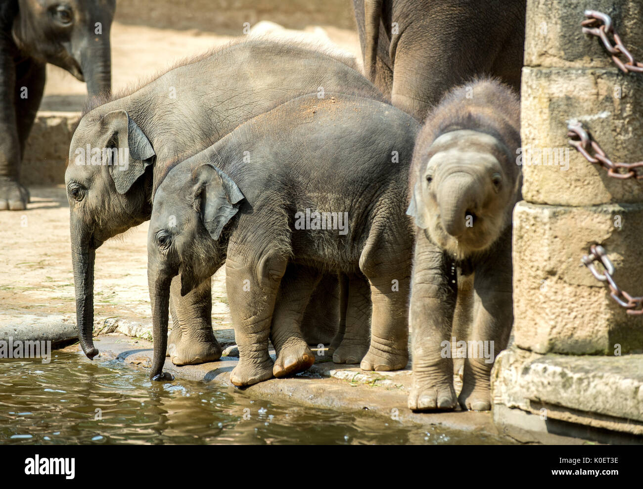 Hanover, Germany. 22nd Aug, 2017. Baby elephants play around in the ...