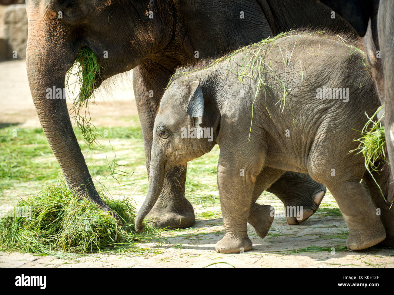 Hanover, Germany. 22nd Aug, 2017. A baby elephant walks across the ...