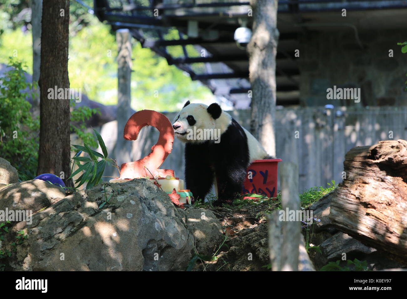 Washington, USA. 22nd Aug, 2017. Giant panda Beibei is seen beside its ...