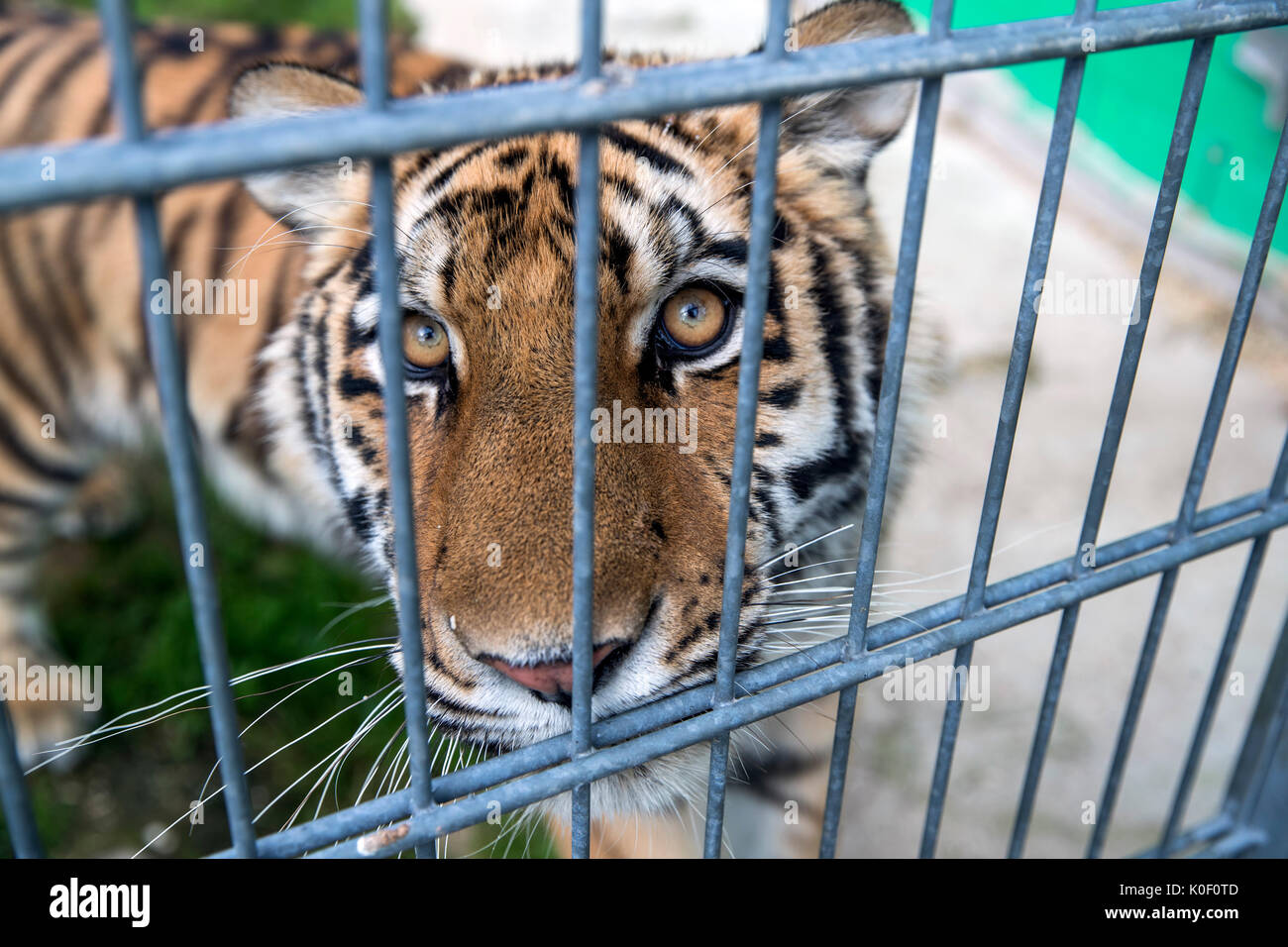 Hand reared wild animals hi-res stock photography and images - Alamy