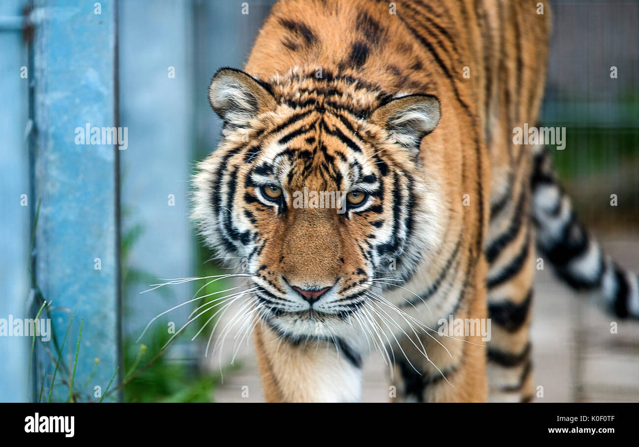 The hand-reared tiger girl 'Elsa' walks across her enclosure in Dassow ...