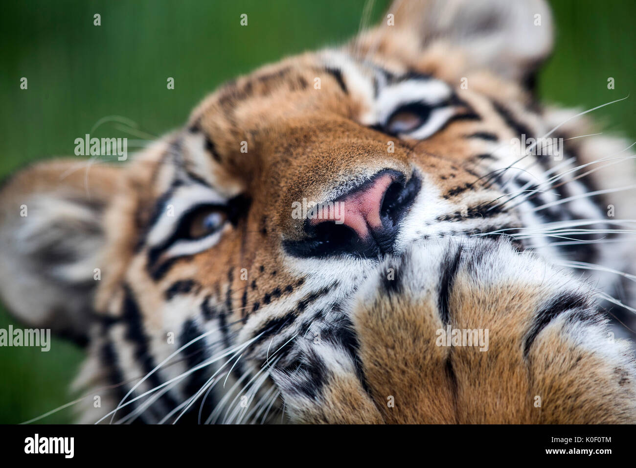 The hand-reared tiger girl 'Elsa' lies in her enclosure in Dassow ...