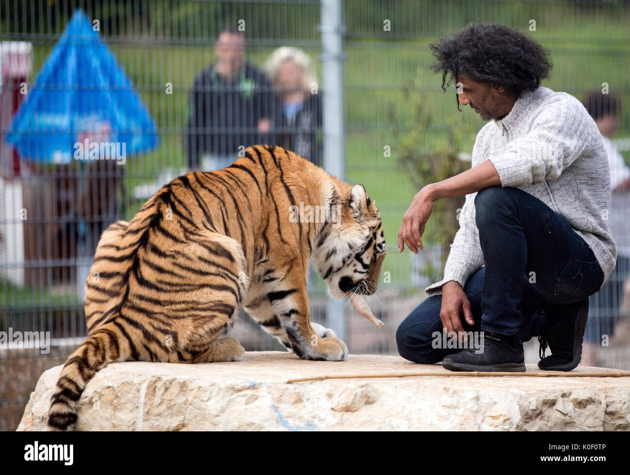 The hand-reared tiger girl 'Elsa' is being fed chicken by foster father ...