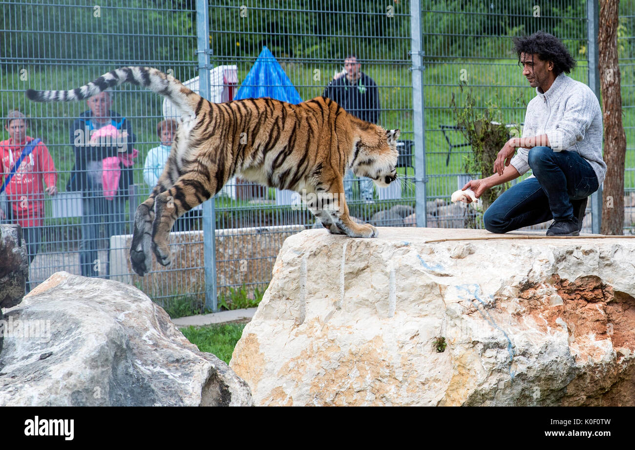 The hand-reared tiger girl 'Elsa' is being fed chicken by foster father ...