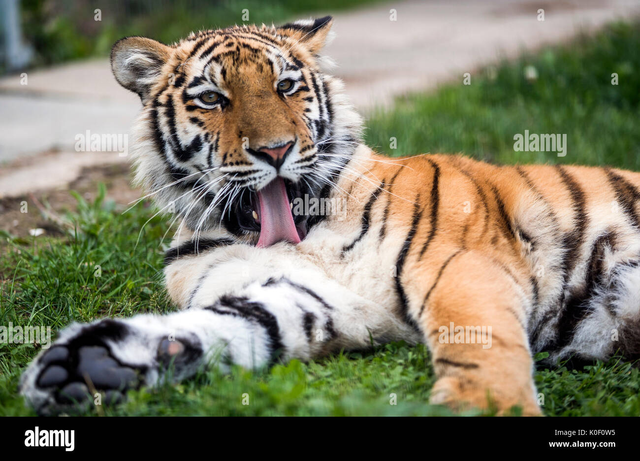 The hand-reared tiger girl 'Elsa' lies in her enclosure in Dassow ...