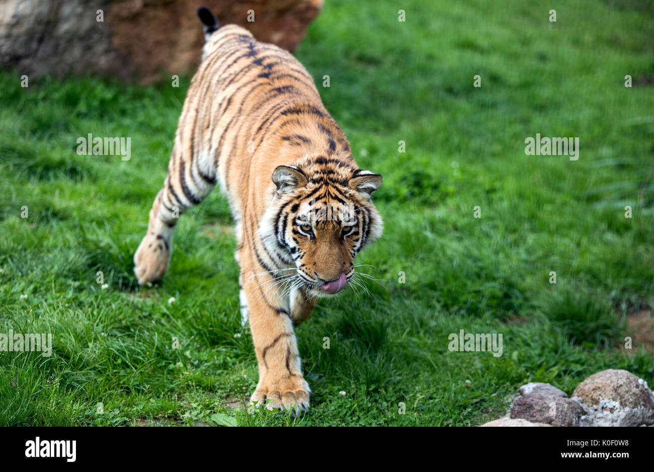 The hand-reared tiger girl 'Elsa' walks across her enclosure in Dassow ...