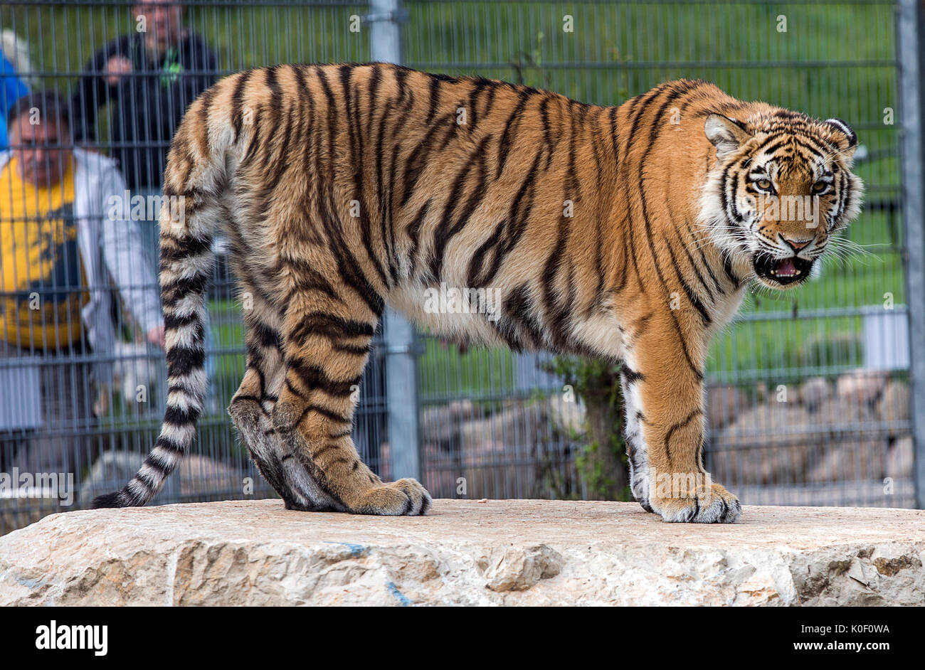 The hand-reared tiger girl 'Elsa' walks across her enclosure in Dassow ...