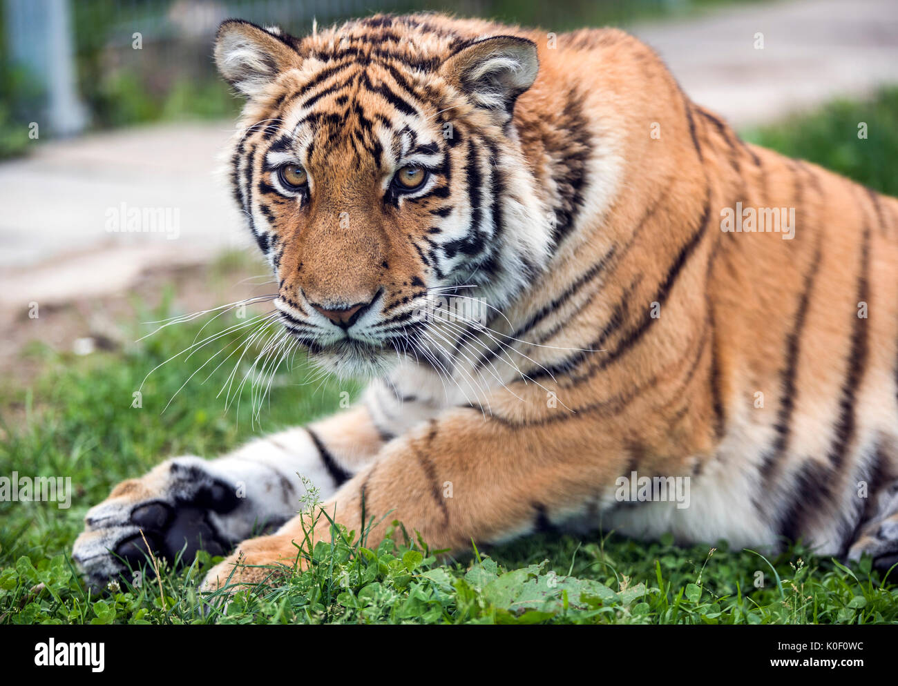 The hand-reared tiger girl 'Elsa' lies in her enclosure in Dassow ...