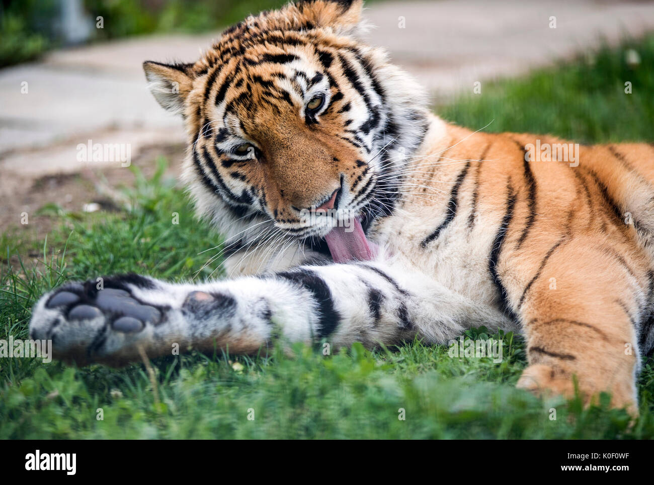 Hand reared wild animals hi-res stock photography and images - Alamy