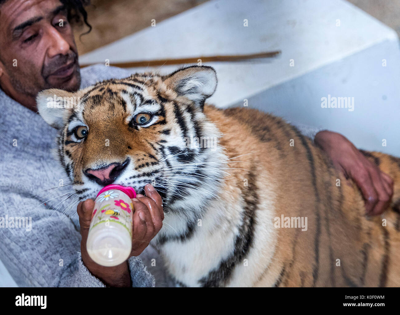 The hand-reared tiger girl 'Elsa' gets a bottle of milk from foster ...