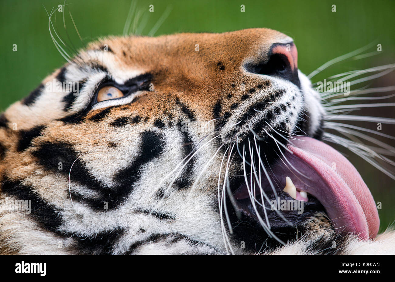 The hand-reared tiger girl 'Elsa' lies in her enclosure in Dassow ...