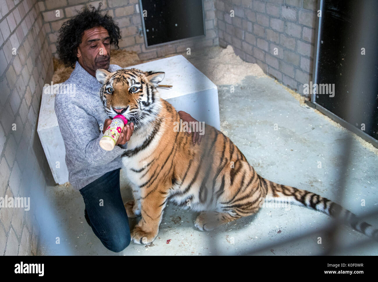 The hand-reared tiger girl 'Elsa' gets a bottle of milk from foster ...