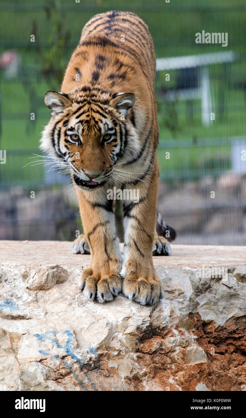 The hand-reared tiger girl 'Elsa' walks across her enclosure in Dassow ...
