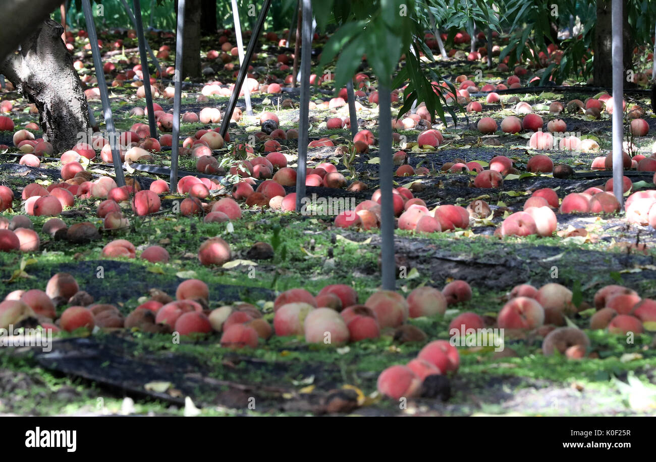 Peach drop before harvest Hundreds of peaches lie fallen in an orchard ...