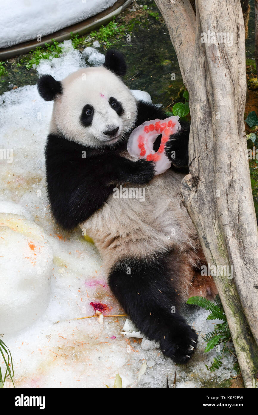 Kuala Lumpur, Malaysia. 23rd Aug, 2017. Giant panda Nuan Nuan eats ...