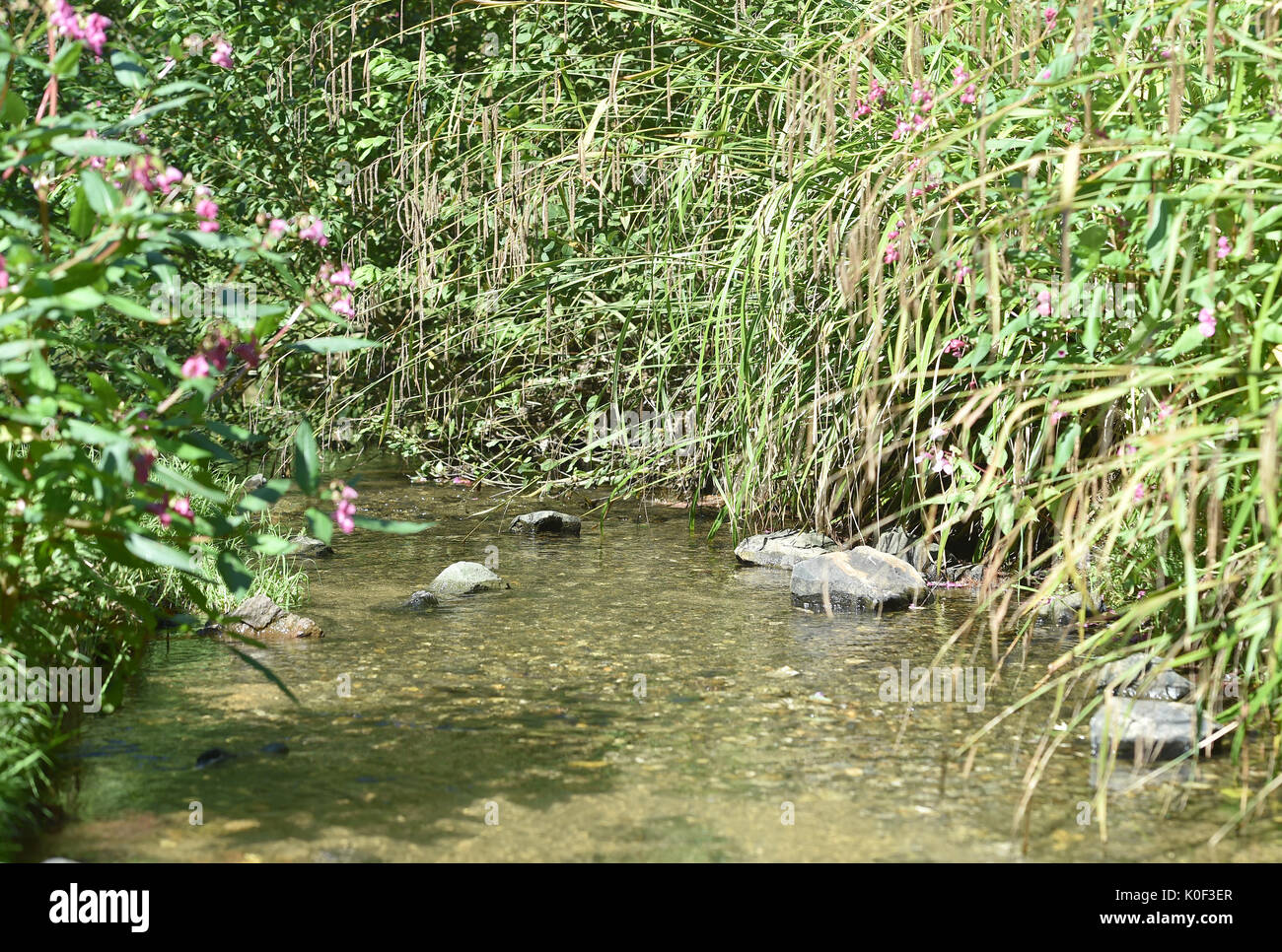 Grass, trees and flowers growing along the Borbecker Muhlenbach river ...
